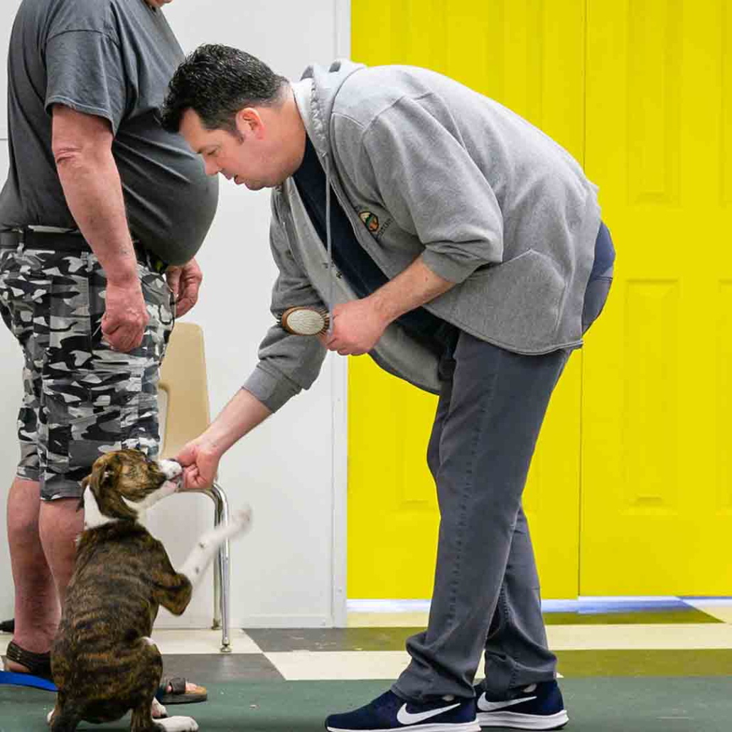 About - Elite K9 Training & Doggy Daycare